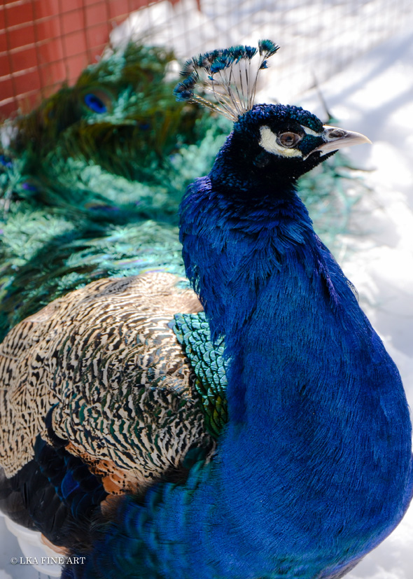 Aviary - Wickham Park