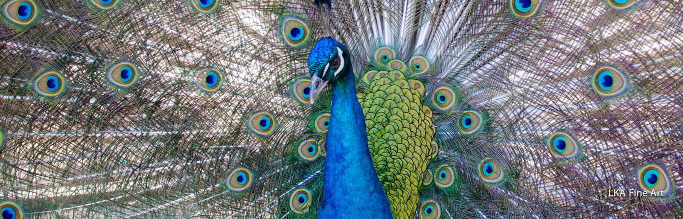 Aviary - Wickham Park